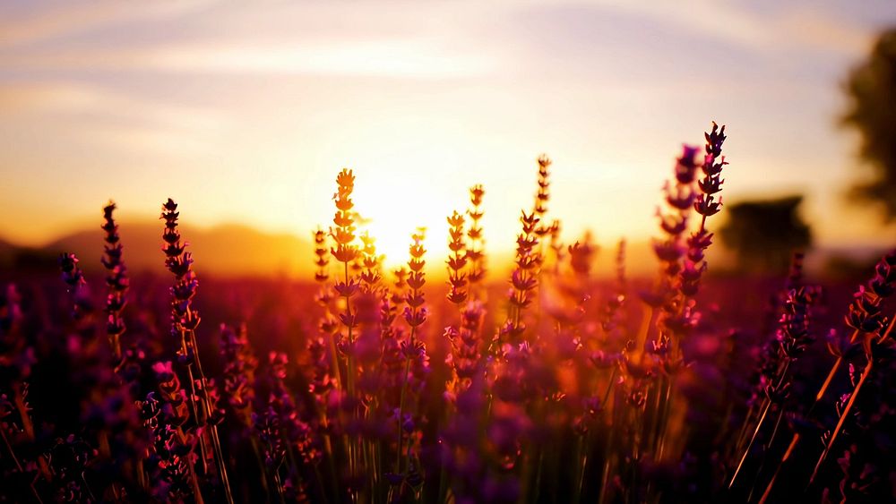 Sunset video scene lavender focus | Free Video - rawpixel