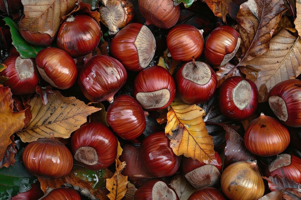 Pile chestnut vegetable produce plant. | Free Photo - rawpixel