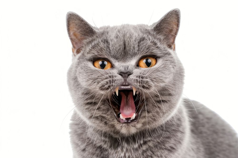 Cat hissing animal mammal person. | Free Photo - rawpixel