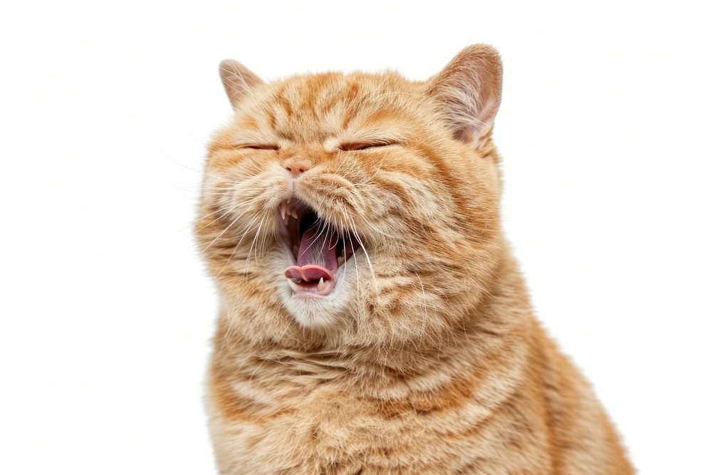 Cat hissing face animal mammal. | Premium Photo - rawpixel