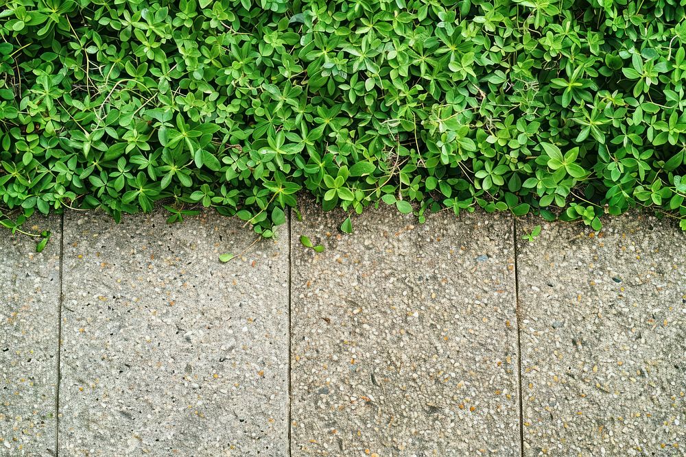 Fine grain texture wall vegetation | Free Photo - rawpixel