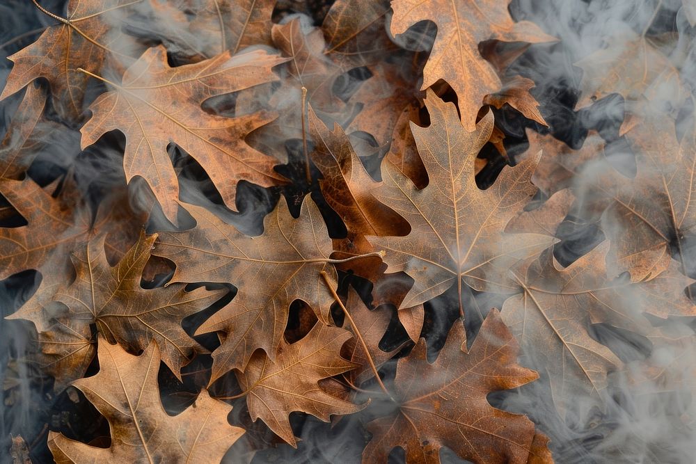 Burning Leaves smoke bonfire plant | Free Photo - rawpixel