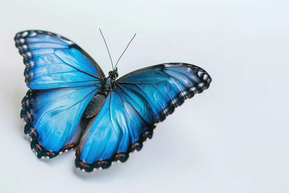 Morpho helenor Butterfly butterfly invertebrate | Free Photo - rawpixel