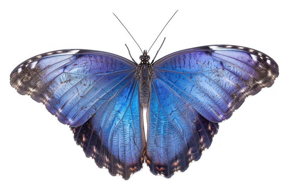 Morpho rhetenor Butterfly butterfly invertebrate | Free Photo - rawpixel
