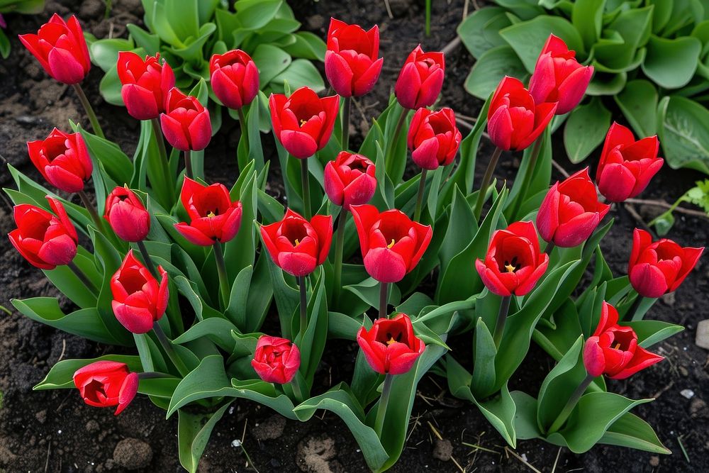 Top view bright red Tulip | Free Photo - rawpixel