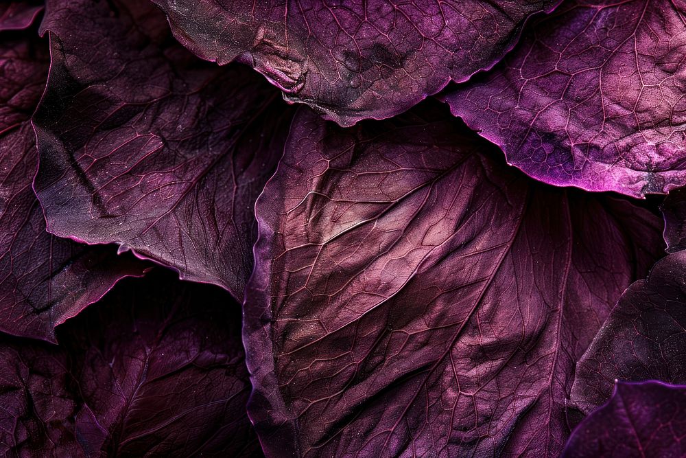 Purple Rose petals purple vegetable | Free Photo - rawpixel