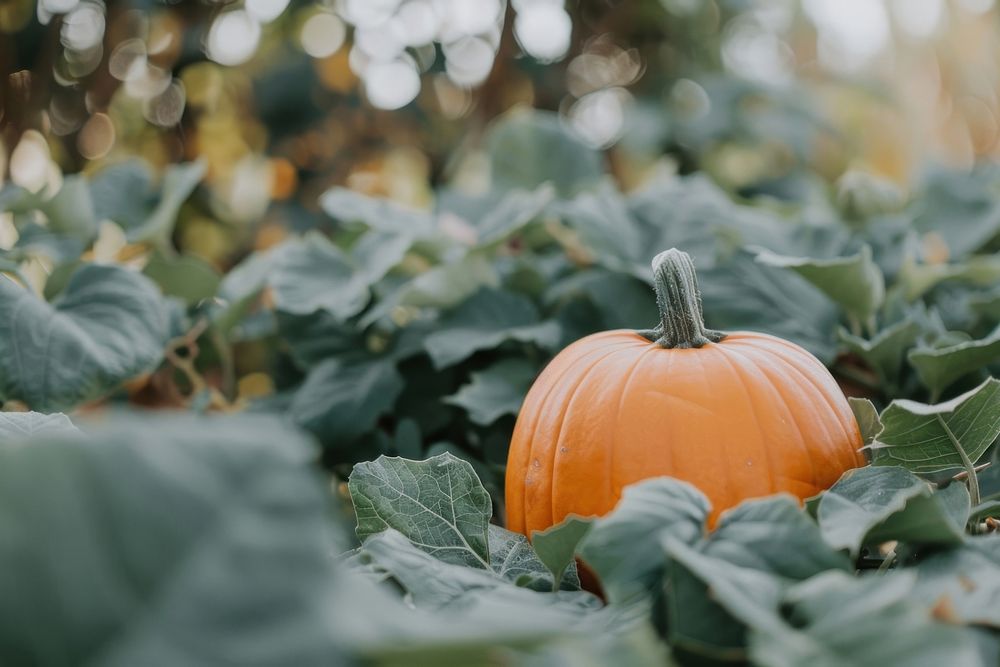 Pumpkin vegetable produce squash. | Free Photo - rawpixel