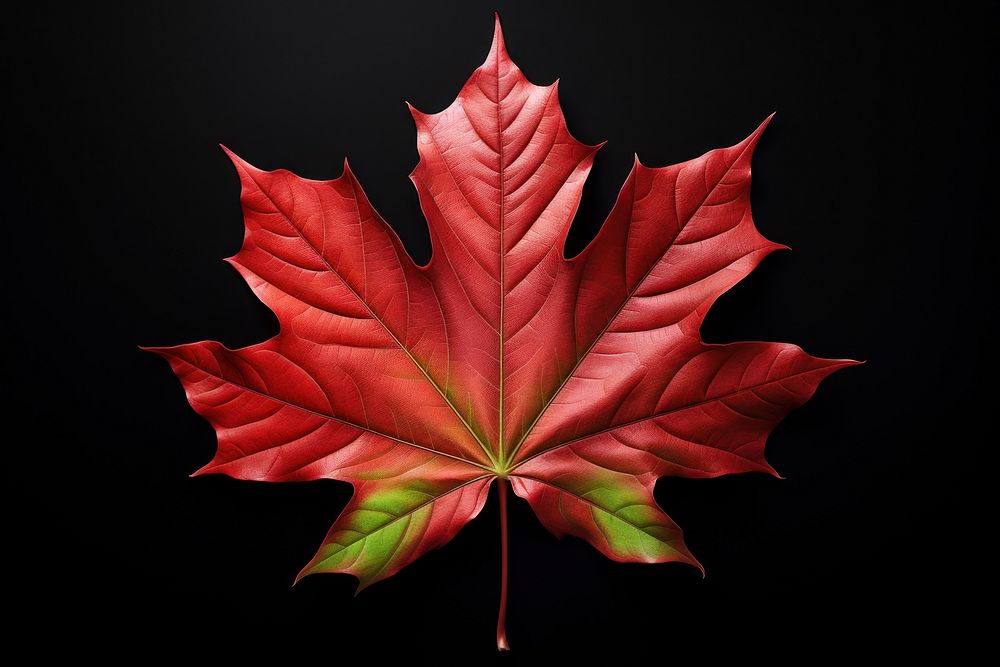 Single maple leaf transitioning fall | Free Photo - rawpixel