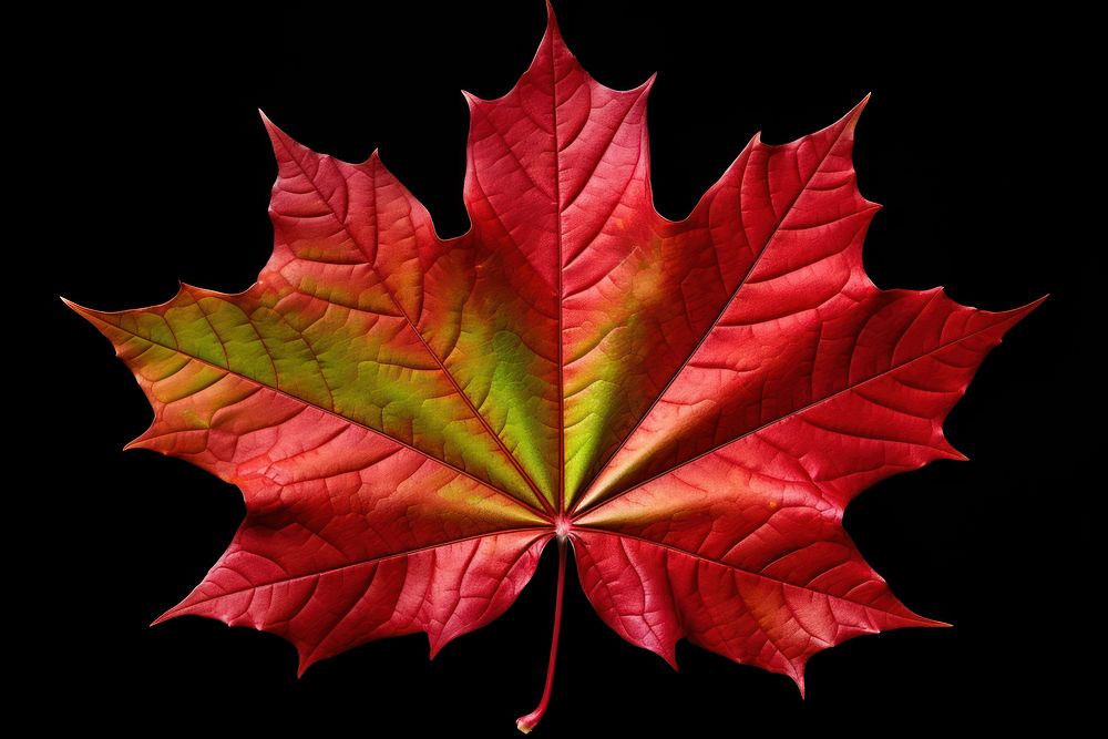 Single maple leaf transitioning fall | Free Photo - rawpixel