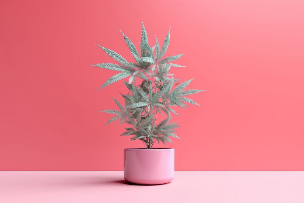 Marijuana plant hemp tree. | Free Photo - rawpixel