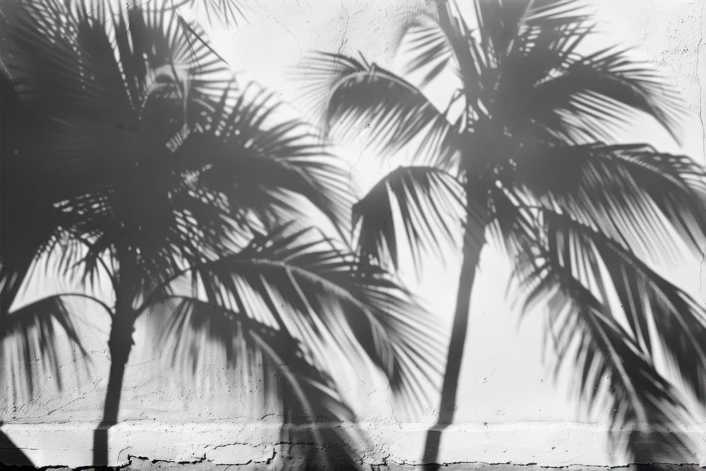 Shadow palm trees vegetation arecaceae | Free Photo - rawpixel