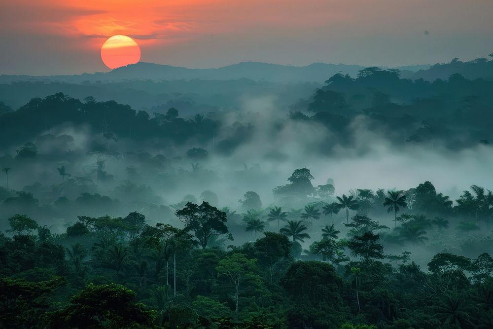 Amazon rainforest vegetation astronomy outdoors | Free Photo - rawpixel