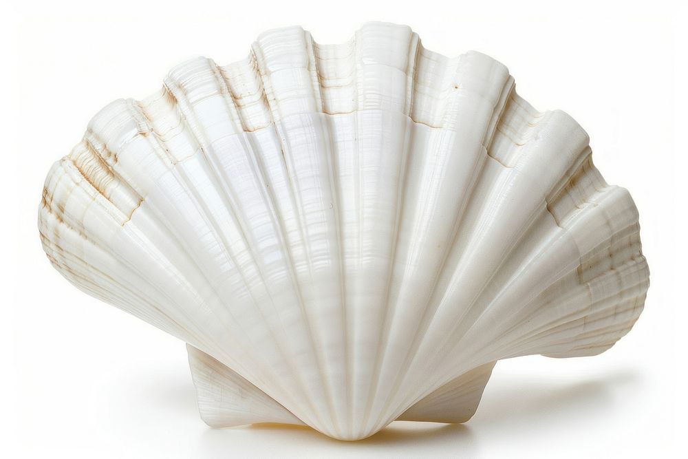Scallop Sea Shell invertebrate seashell | Free Photo - rawpixel