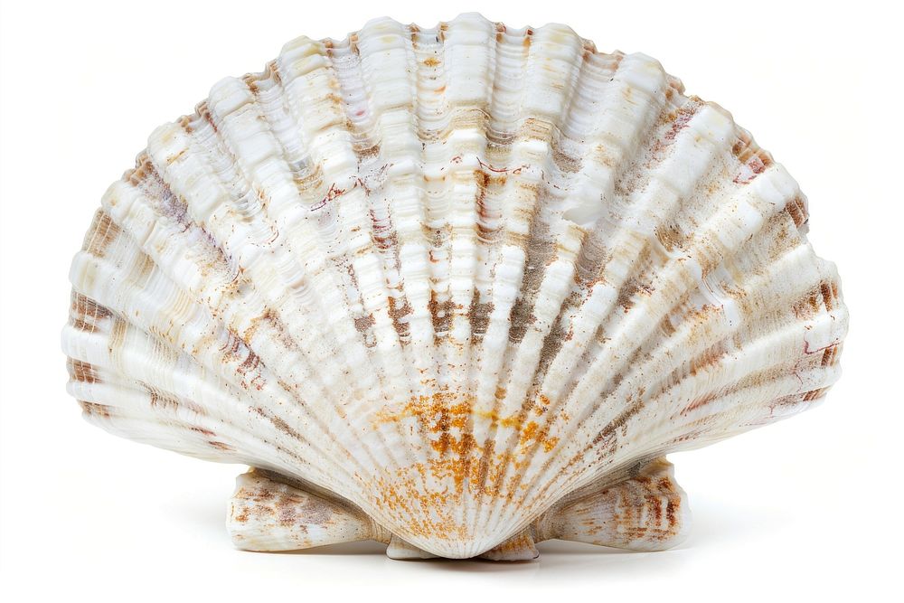 Scallop Sea Shell invertebrate accessories | Free Photo - rawpixel