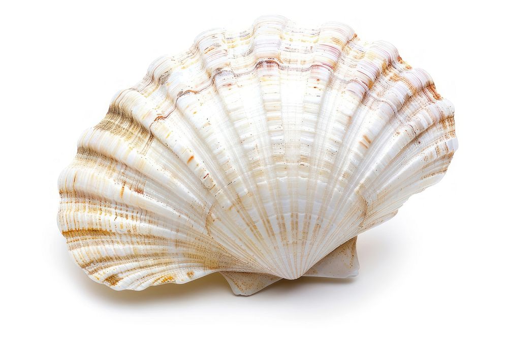 Scallop Sea Shell invertebrate seashell | Free Photo - rawpixel