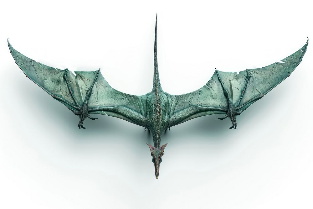 Pterodactyl wildlife animal mammal. | Free Photo - rawpixel