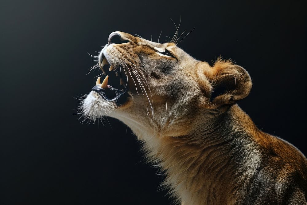 Lion shouting lion wildlife kangaroo. | Free Photo - rawpixel