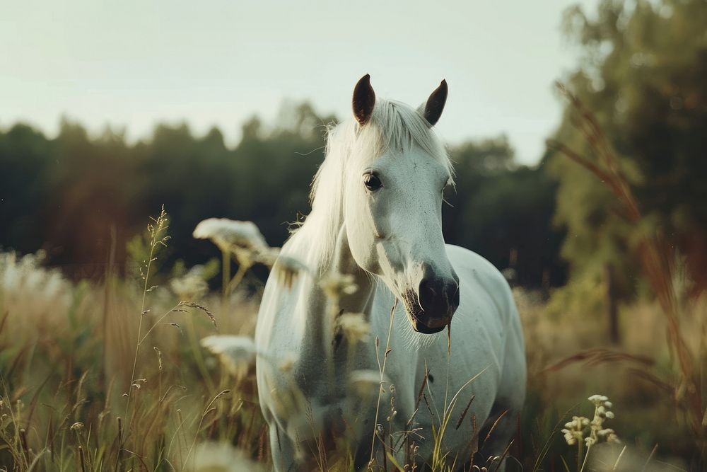 White horse animal mammal colt | Free Photo - rawpixel
