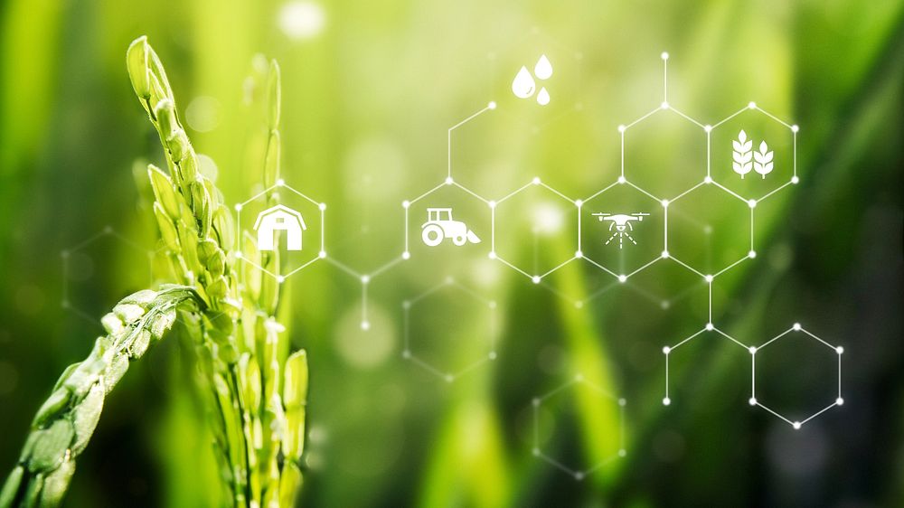 Fresh rice spikes field macro | Free Photo Illustration - rawpixel