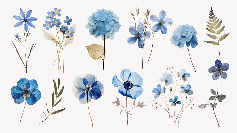 Pressed blue flowers isolated image | Premium Photo - rawpixel