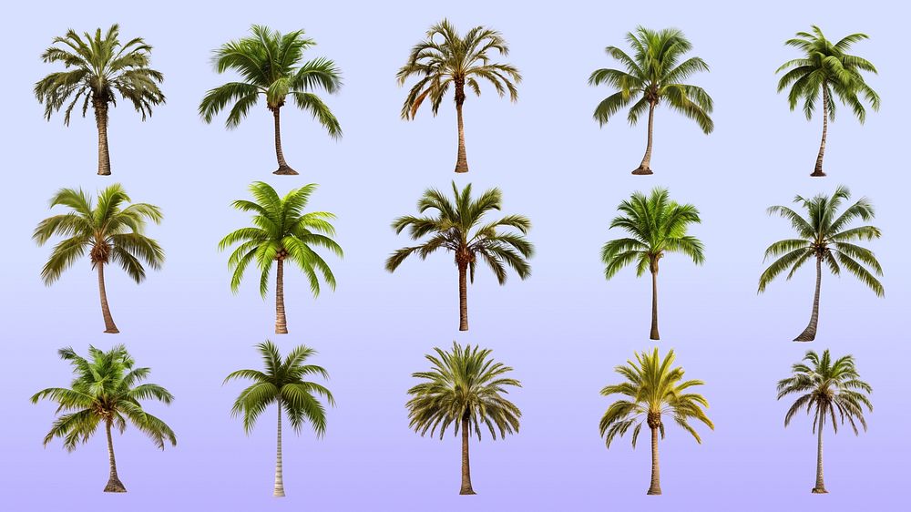 Palm tree element set | Premium Photo - rawpixel