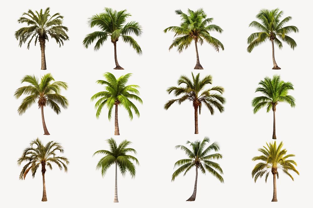 Palm tree element set | Free Photo - rawpixel