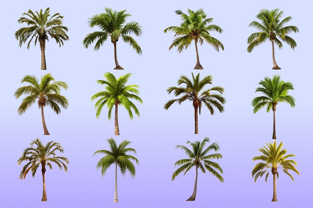 Palm tree element set | Free Photo - rawpixel