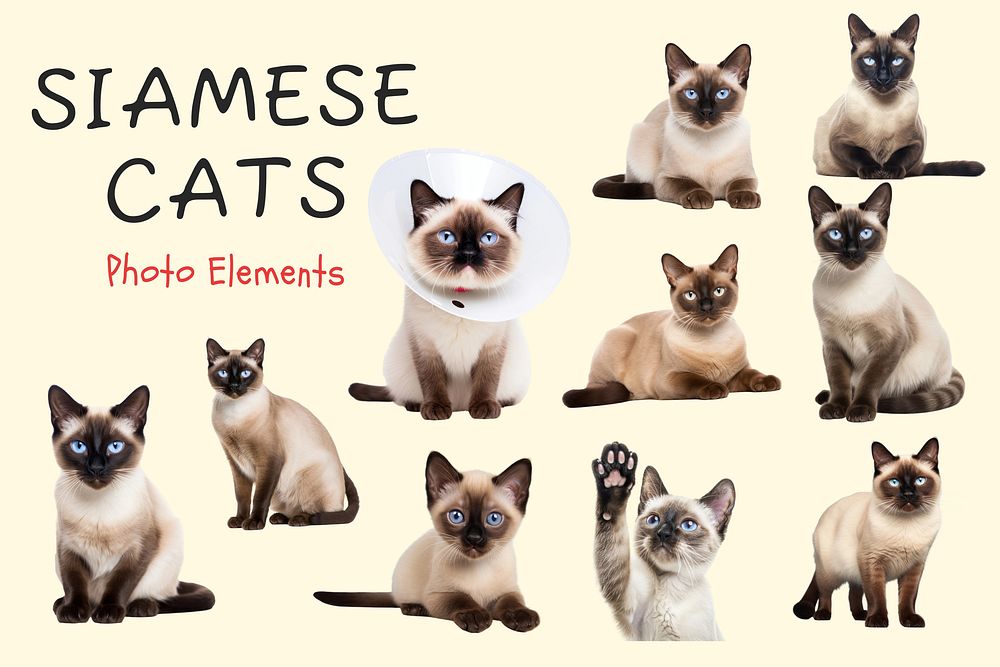 Cute Siamese cat isolated image | Free Photo - rawpixel