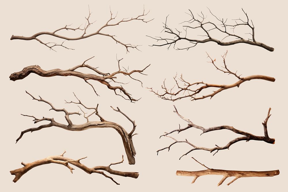 Tree branch element set | Free Photo - rawpixel