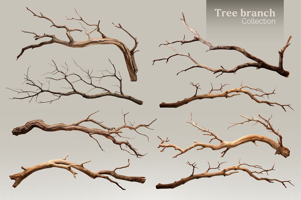 Tree branch element set | Free Photo - rawpixel