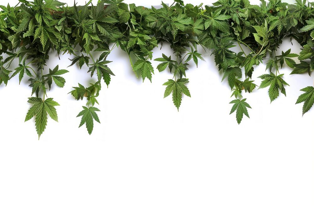 Cannabis border herbal plant herbs. | Free Photo - rawpixel
