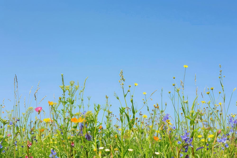 Meadow spring flower grass | Free Photo - rawpixel