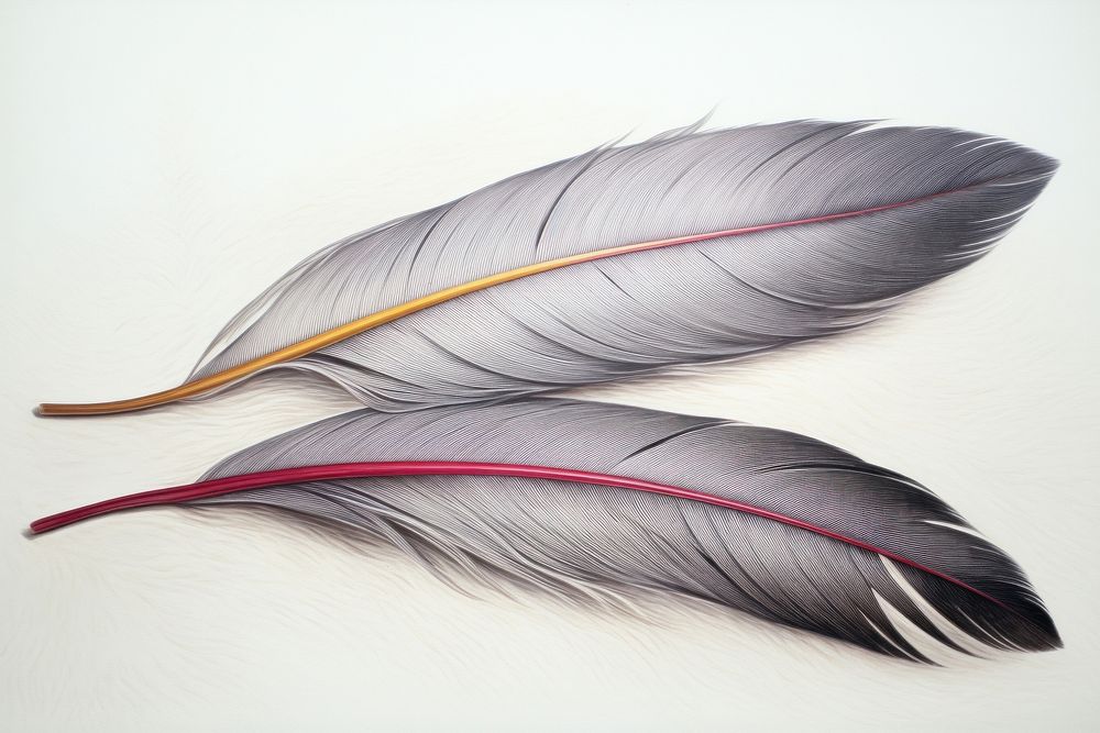 2 feathers art accessories accessory. | Premium Photo Illustration ...