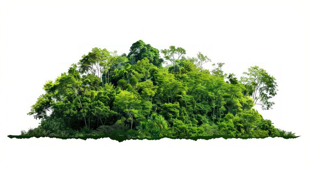 Lush green forest landscape | Free Photo - rawpixel