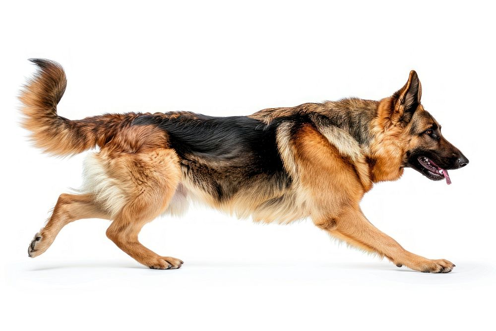German Shepherd running gracefully | Premium Photo - rawpixel German Shepherd running gracefully | Premium Photo - rawpixel