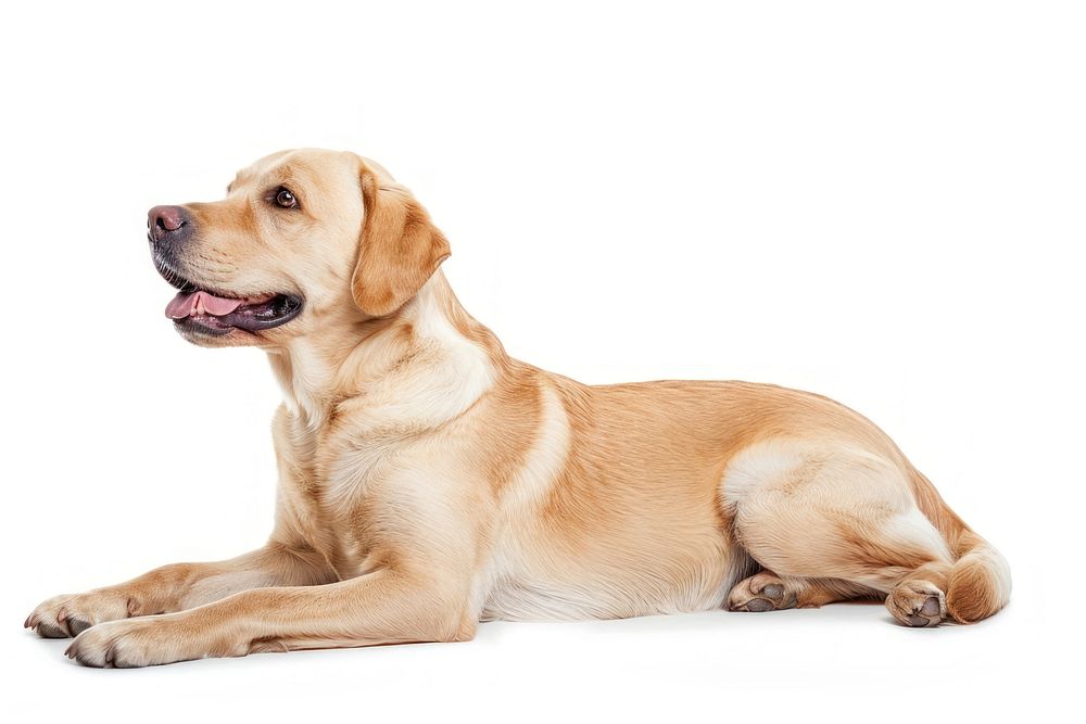 Labrador retriever lying down relaxed | Free Photo - rawpixel
