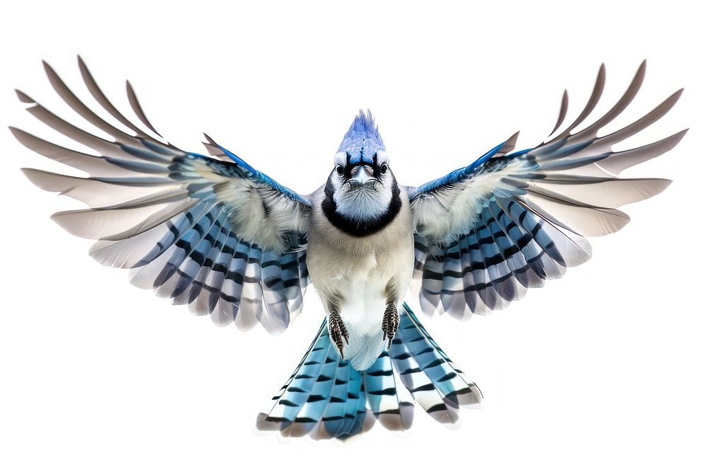 Vibrant blue jay in flight | Premium Photo - rawpixel