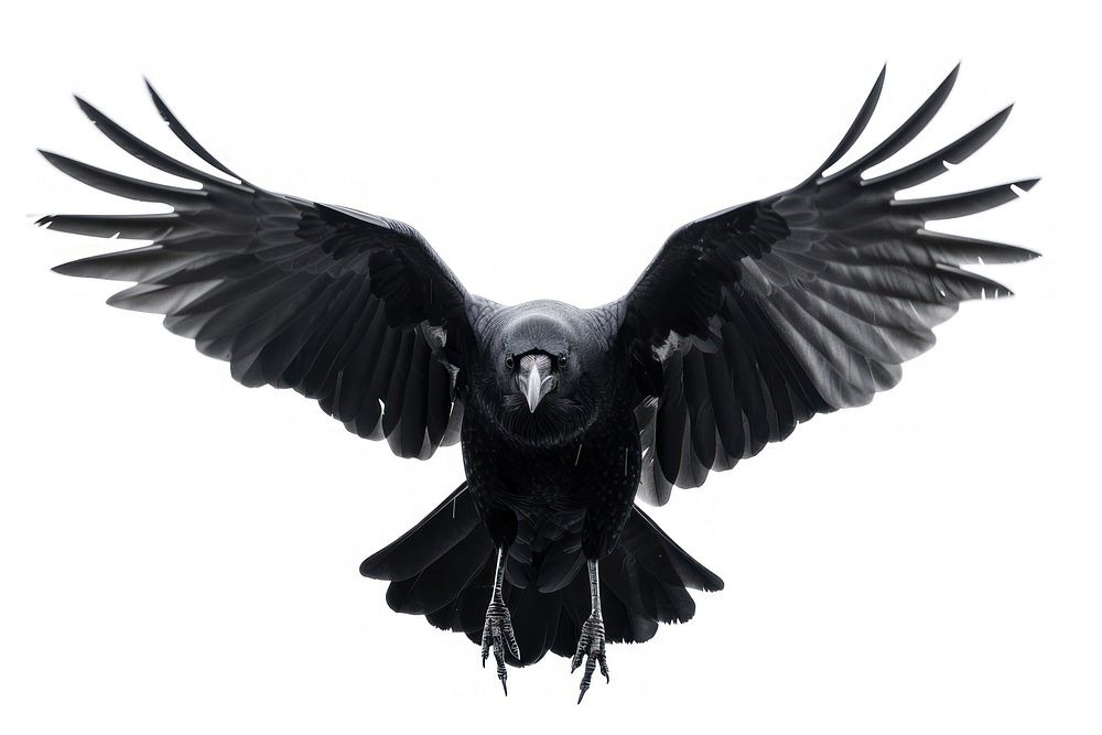 Majestic black raven in flight | Free Photo - rawpixel