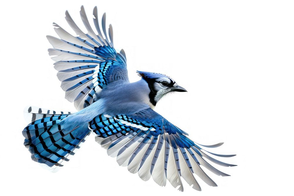 Vibrant blue jay in flight | Free Photo - rawpixel