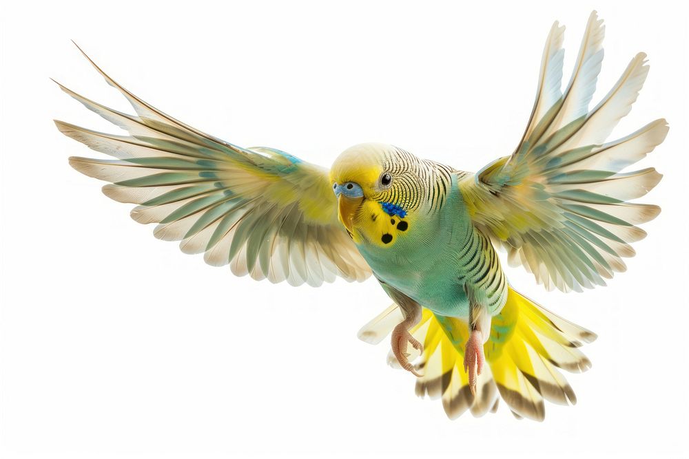 Colorful parakeet in flight | Free Photo - rawpixel