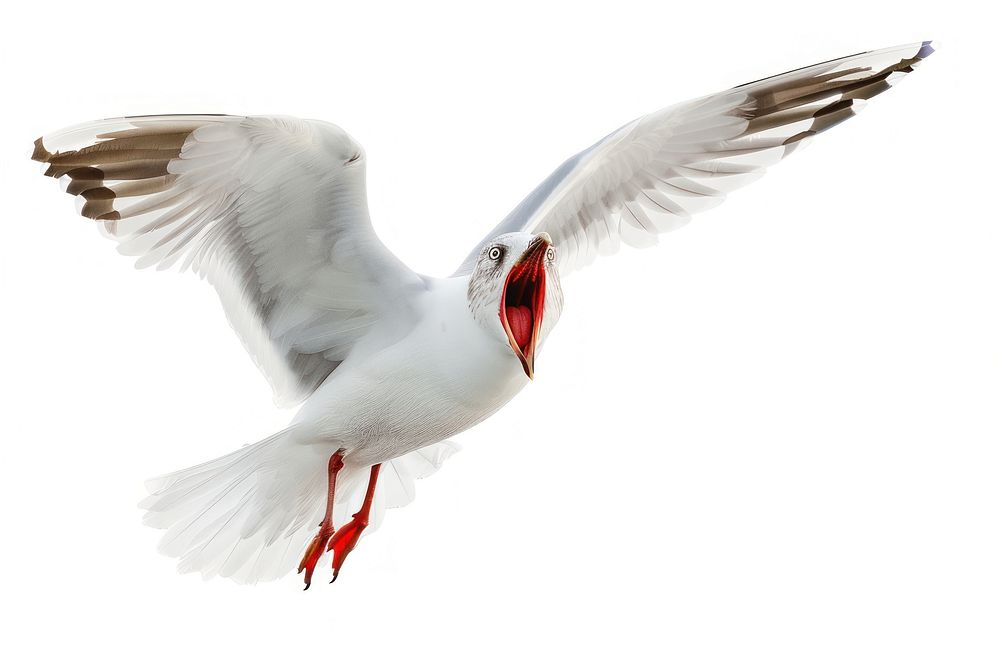 Seagull flying with open beak | Free Photo - rawpixel