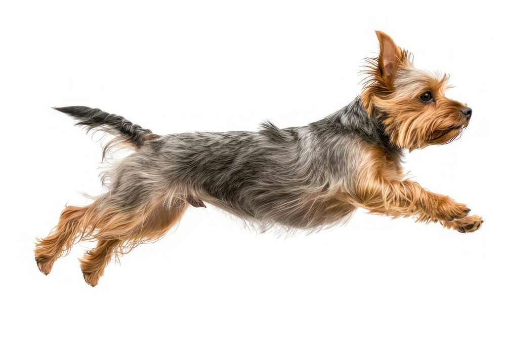 Energetic Yorkie mid-air leap | Free Photo - rawpixel