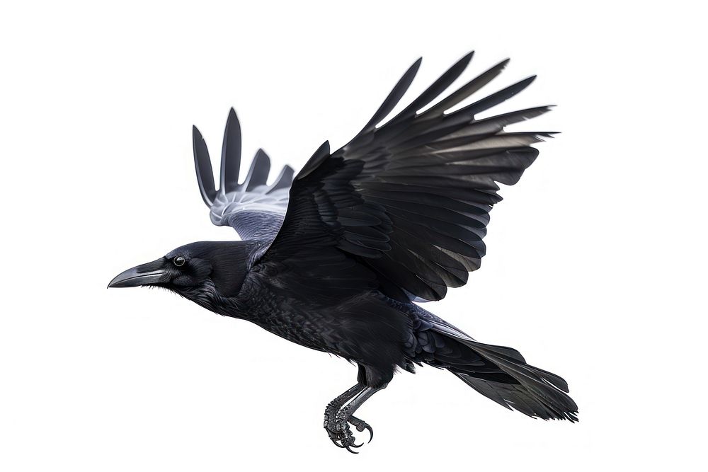 Black crow in flight motion | Free Photo - rawpixel
