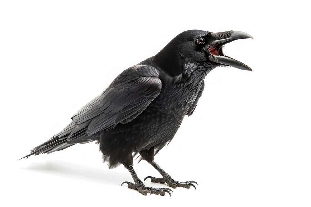 Black crow with open beak | Free Photo - rawpixel
