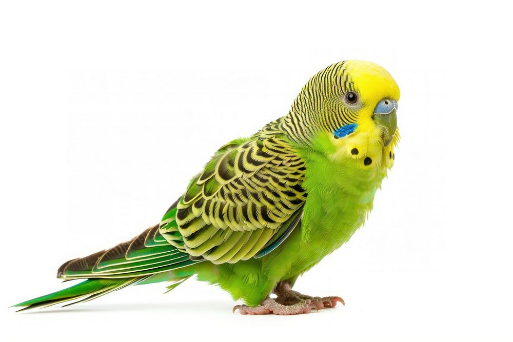 Colorful parakeet on white background | Free Photo - rawpixel
