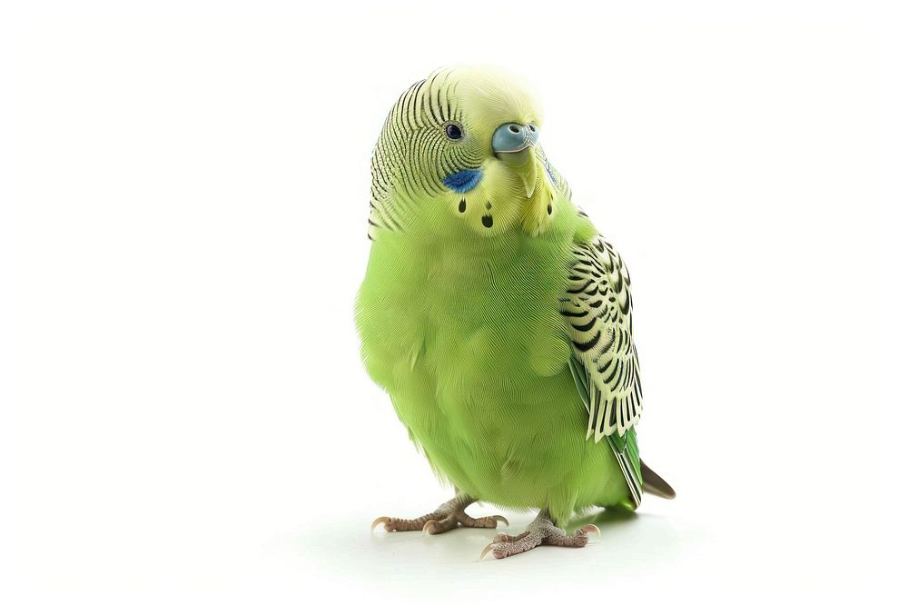 Colorful parakeet on white background | Free Photo - rawpixel
