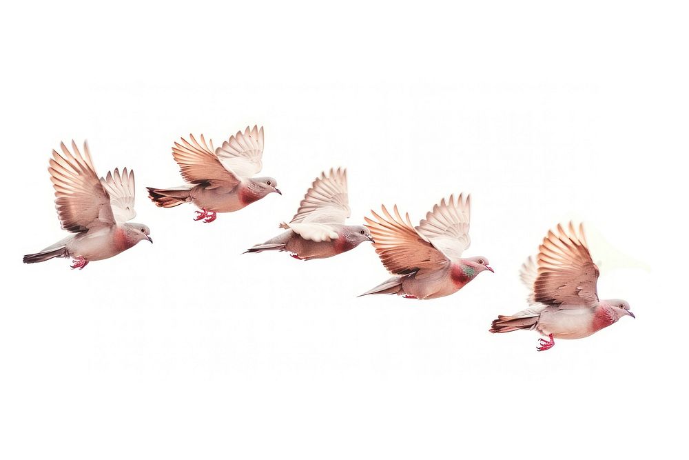 Doves in flight sequence | Free Photo - rawpixel