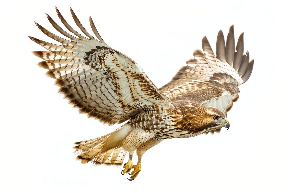 Majestic hawk in flight | Free Photo - rawpixel