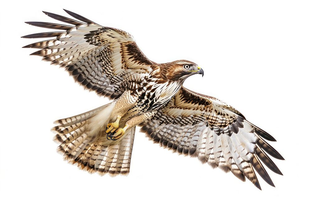 Majestic hawk soaring skyward | Free Photo - rawpixel Majestic hawk soaring skyward | Free Photo - rawpixel
