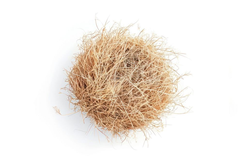 Natural bird nest isolated white | Free Photo - rawpixel
